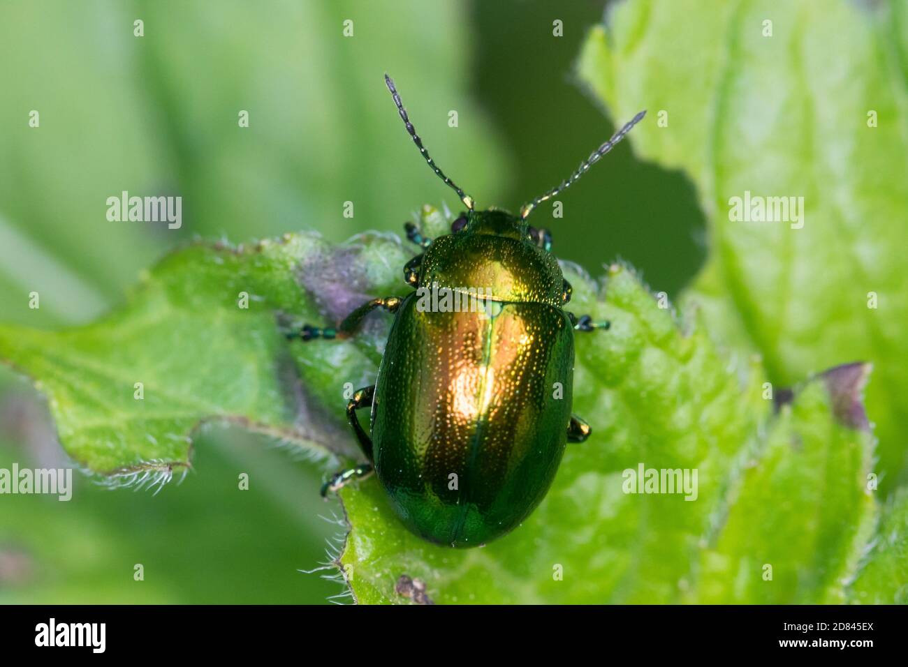 Insectes Verts Banque d'image et photos - Alamy