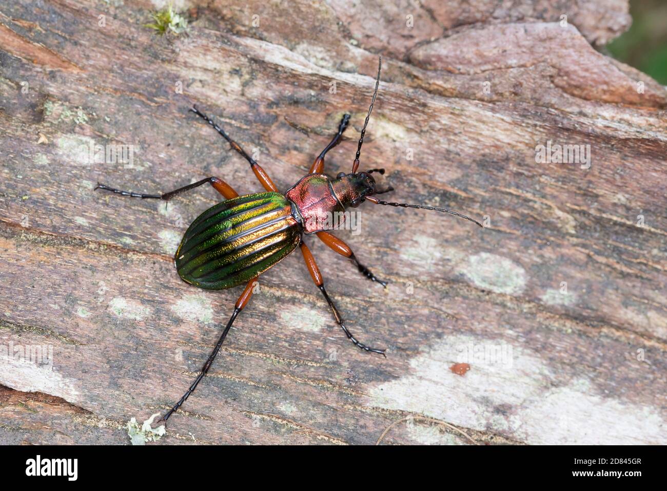 Carabe a reflets dor Banque de photographies et d’images à haute ...