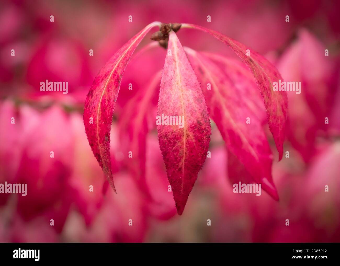 Feuilles rouges Banque de photographies et d’images à haute résolution ...