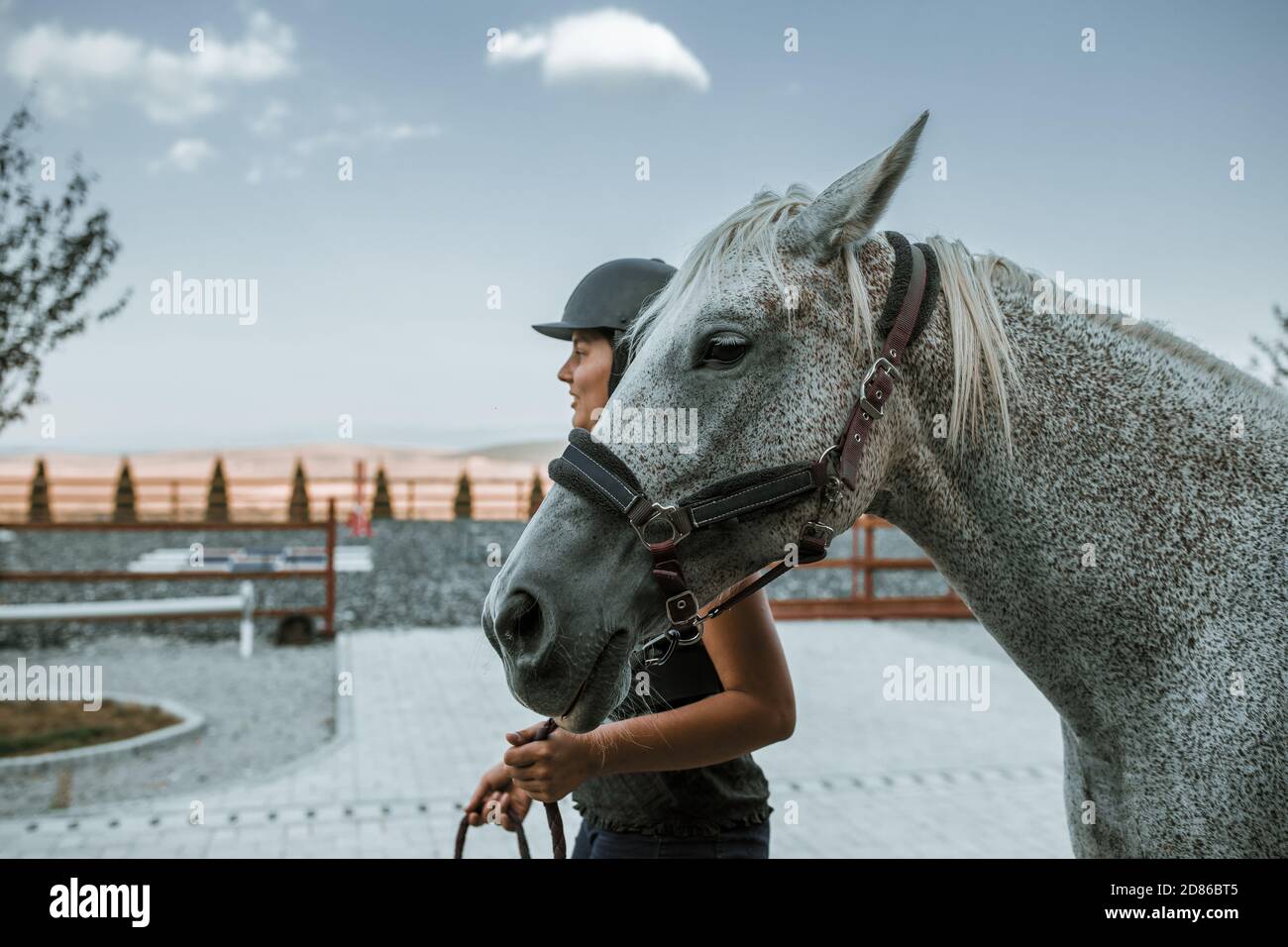 Cheval Arabe Brun Banque d'image et photos - Alamy
