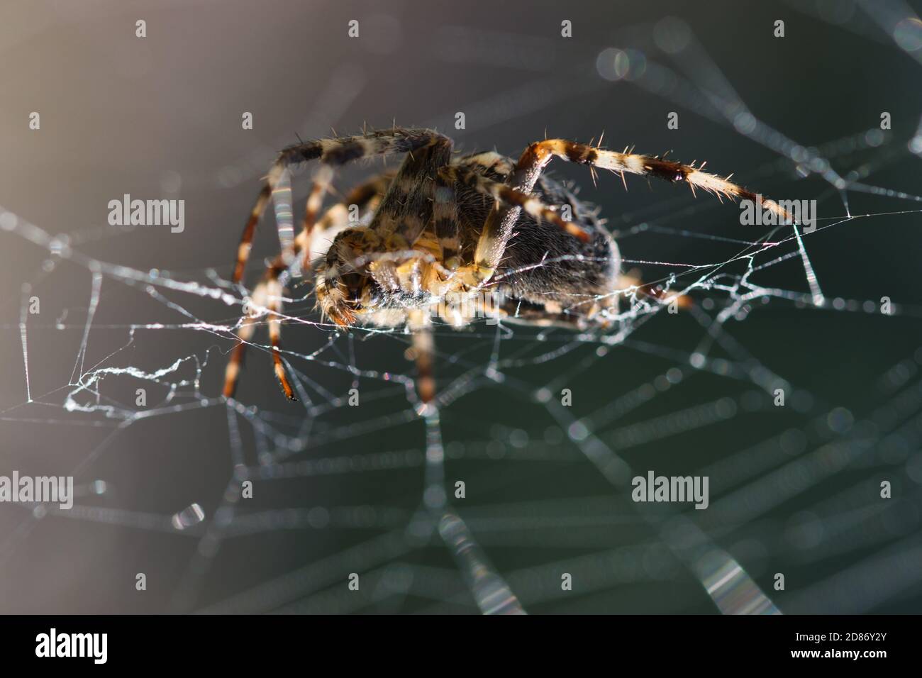 Cuticule d'insecte Banque de photographies et d’images à haute ...