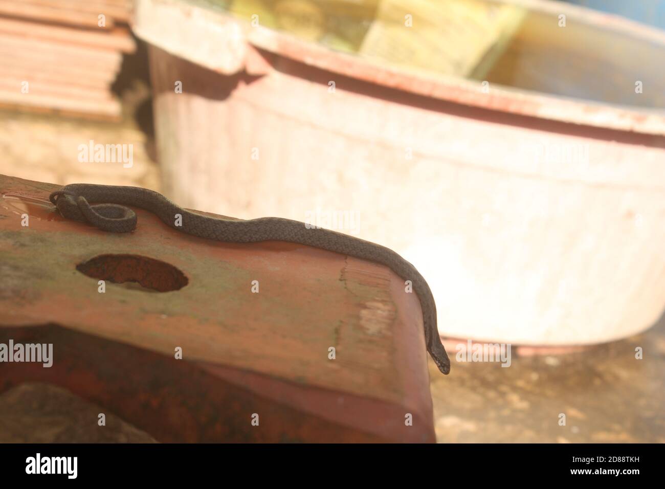 Gros plan d'un petit serpent de jardin Banque de photographies et d ...