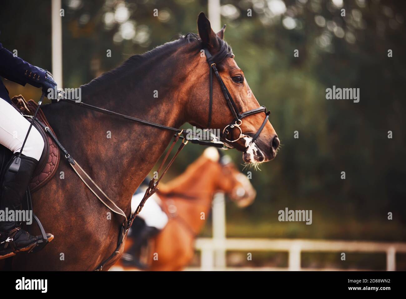 Cavalier assis cheval Banque de photographies et d’images à haute ...
