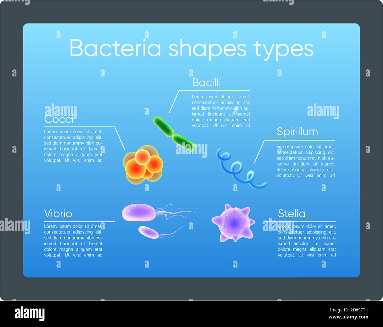 Formes de bactéries types modèle d'infographie réaliste de vecteur de ...
