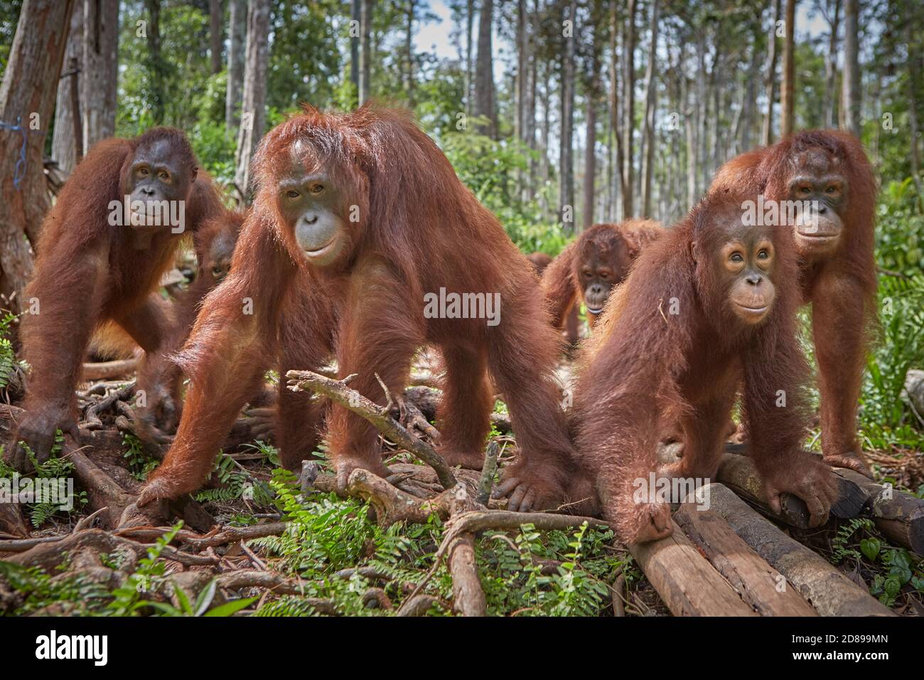 Habitat d'orang outan Banque de photographies et d’images à haute ...
