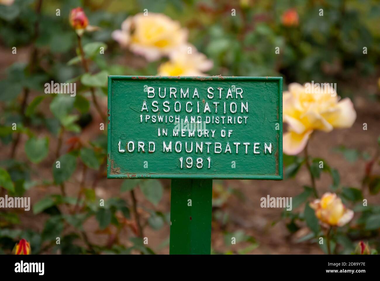 Rose mountbatten Banque de photographies et d’images à haute résolution ...