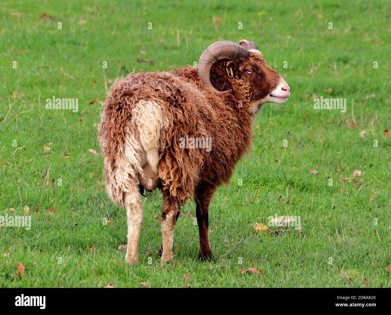 Soay sheep rare breed Banque de photographies et d’images à haute ...