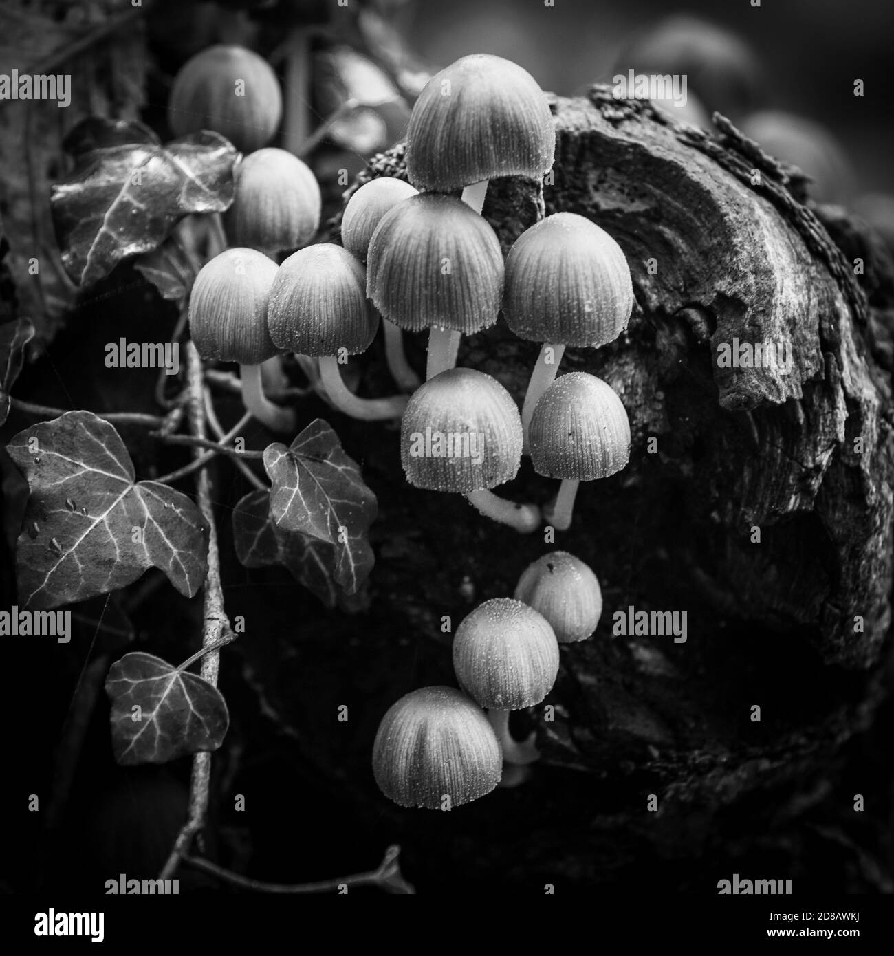 Champignons en automne Banque d'images noir et blanc - Alamy