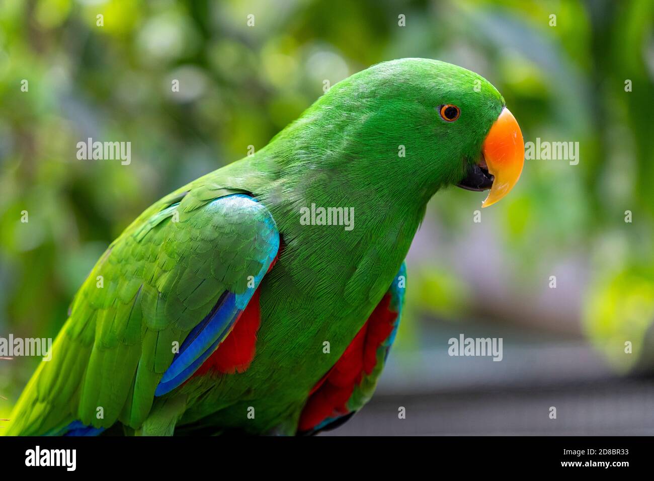 Perroquet éclectus Banque de photographies et d’images à haute ...