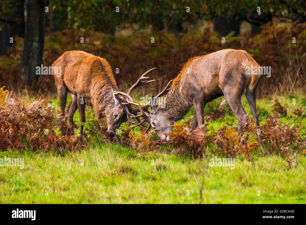 Rut combat cerfs de cerf Banque de photographies et d’images à haute ...