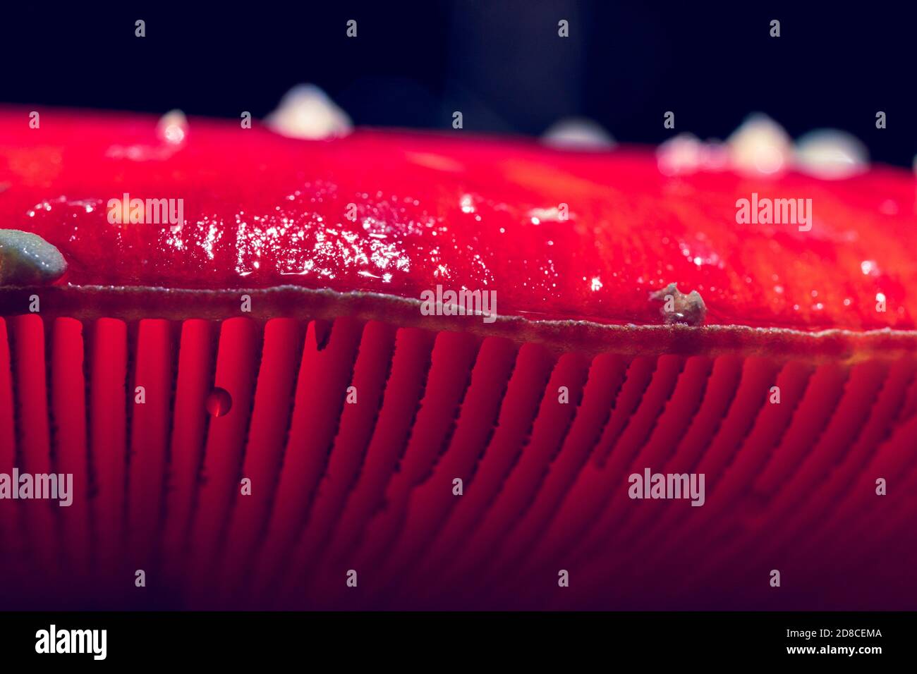 Fructification porteuse de spores Banque de photographies et d’images à ...