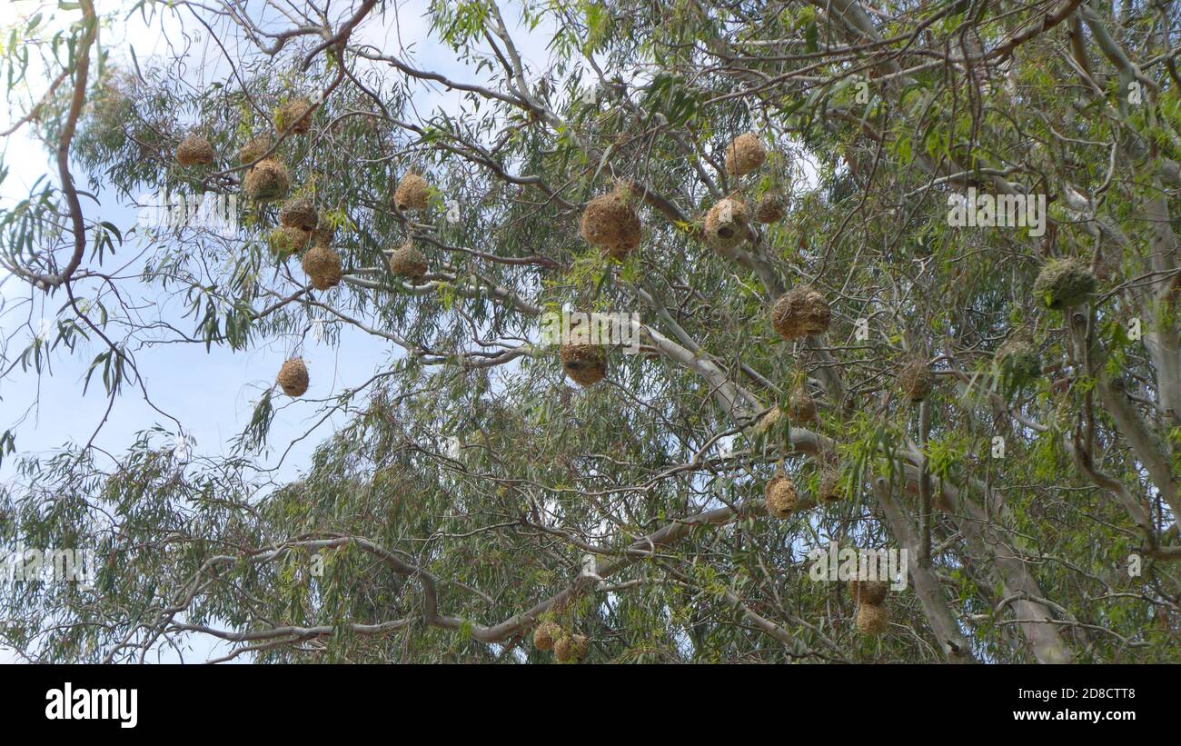Arbre avec nids d'oiseaux tisserands Banque de photographies et d ...