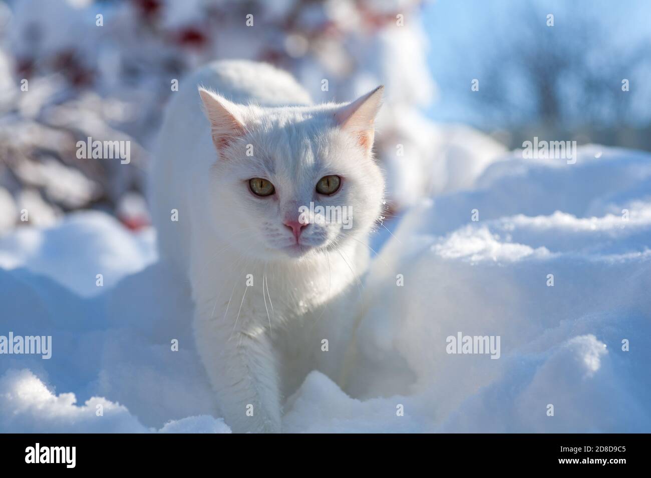 le chat dans la neige. Le chat a gelé en hiver dehors, couvert dans ...