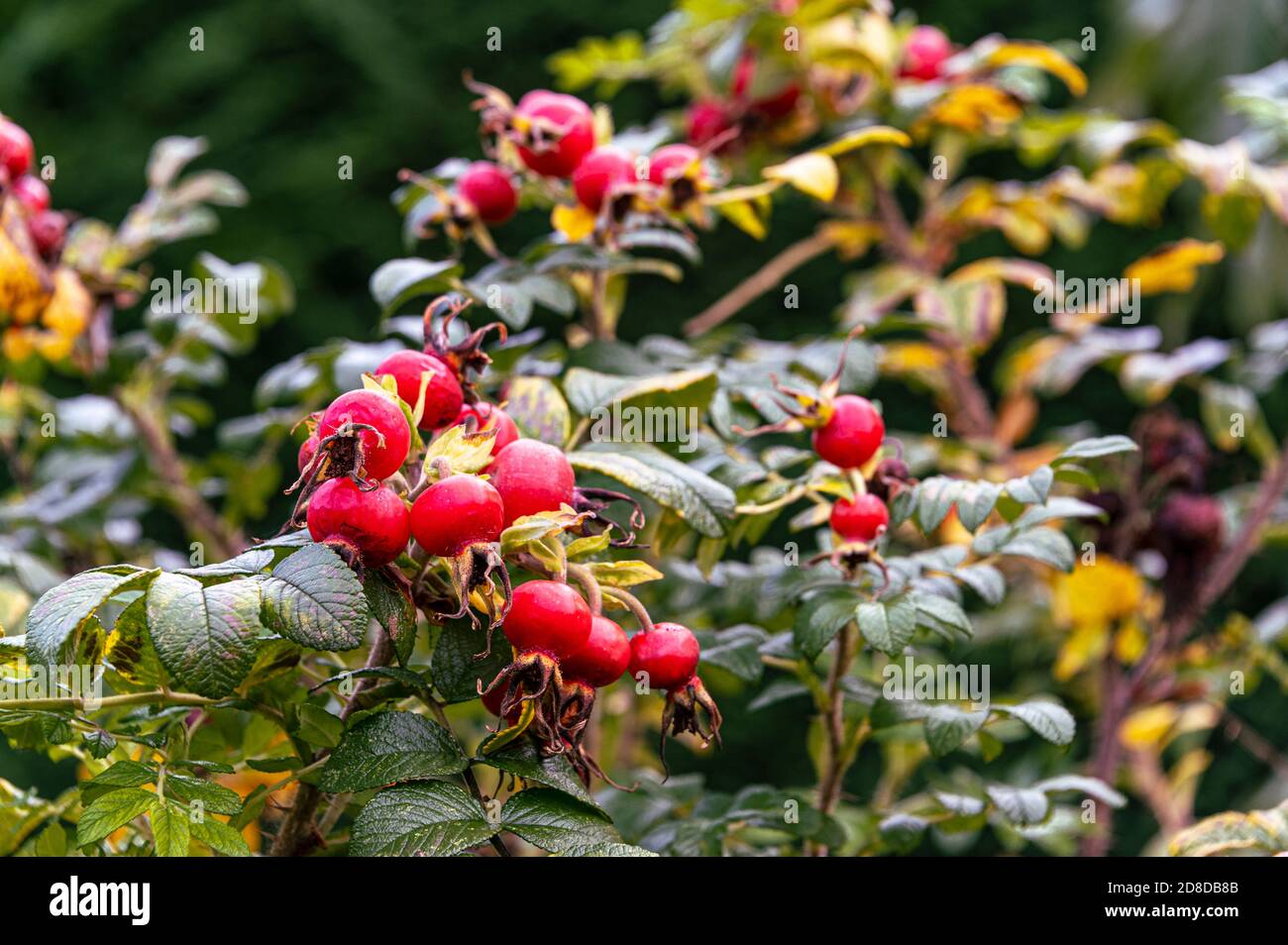 Fruits rouges d'automne Banque de photographies et d’images à haute ...