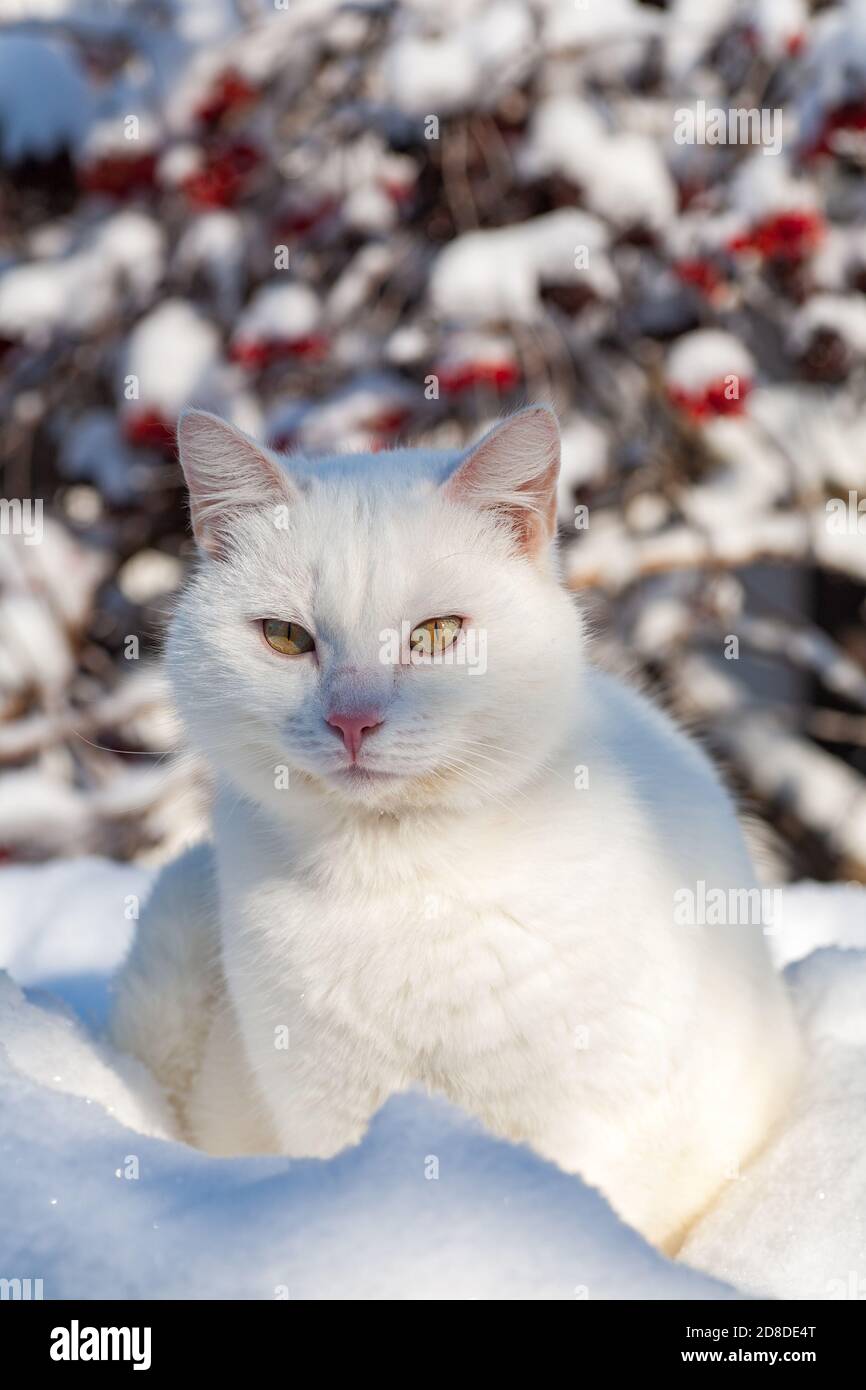 le chat dans la neige. Le chat a gelé en hiver dehors, couvert dans ...