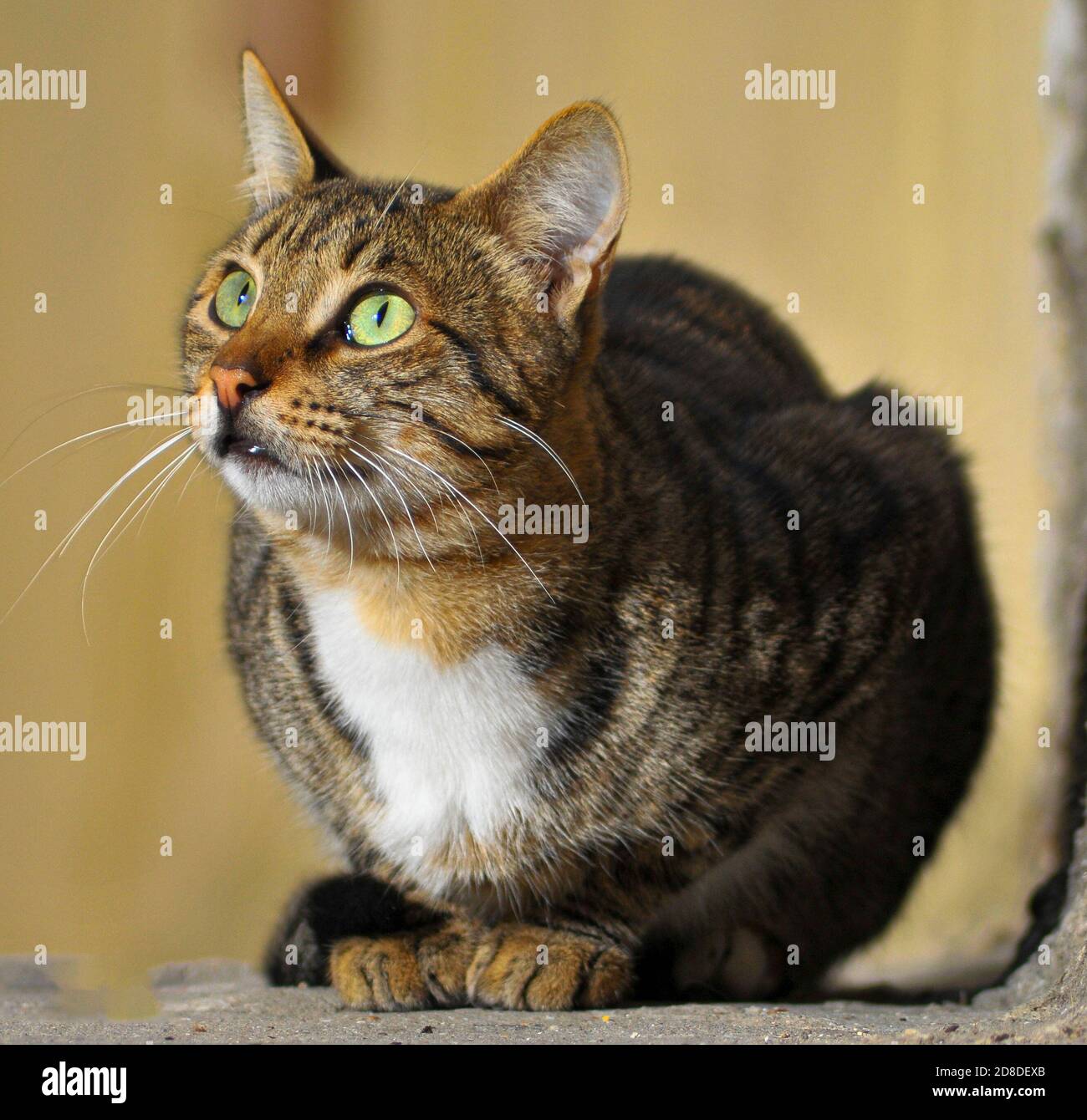 Race de chat marocain Banque de photographies et d’images à haute ...