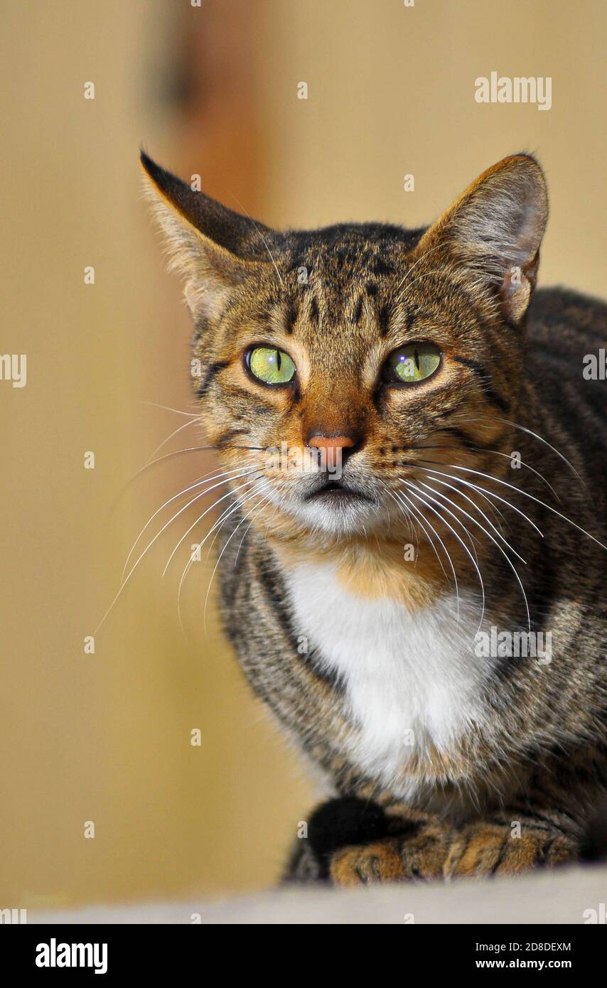 Race de chat marocain Banque de photographies et d’images à haute ...