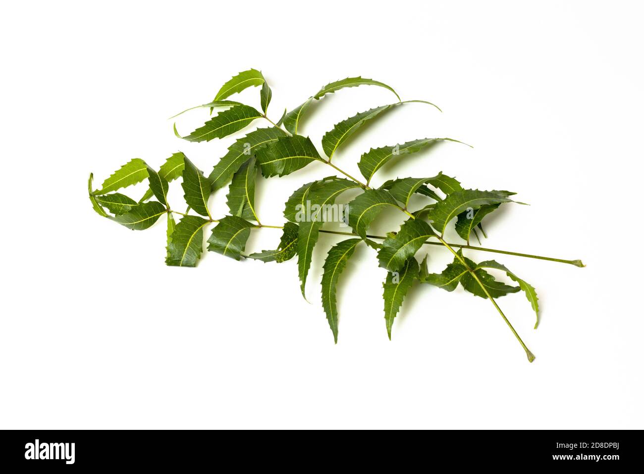 Feuille de neem Banque d'images détourées - Alamy