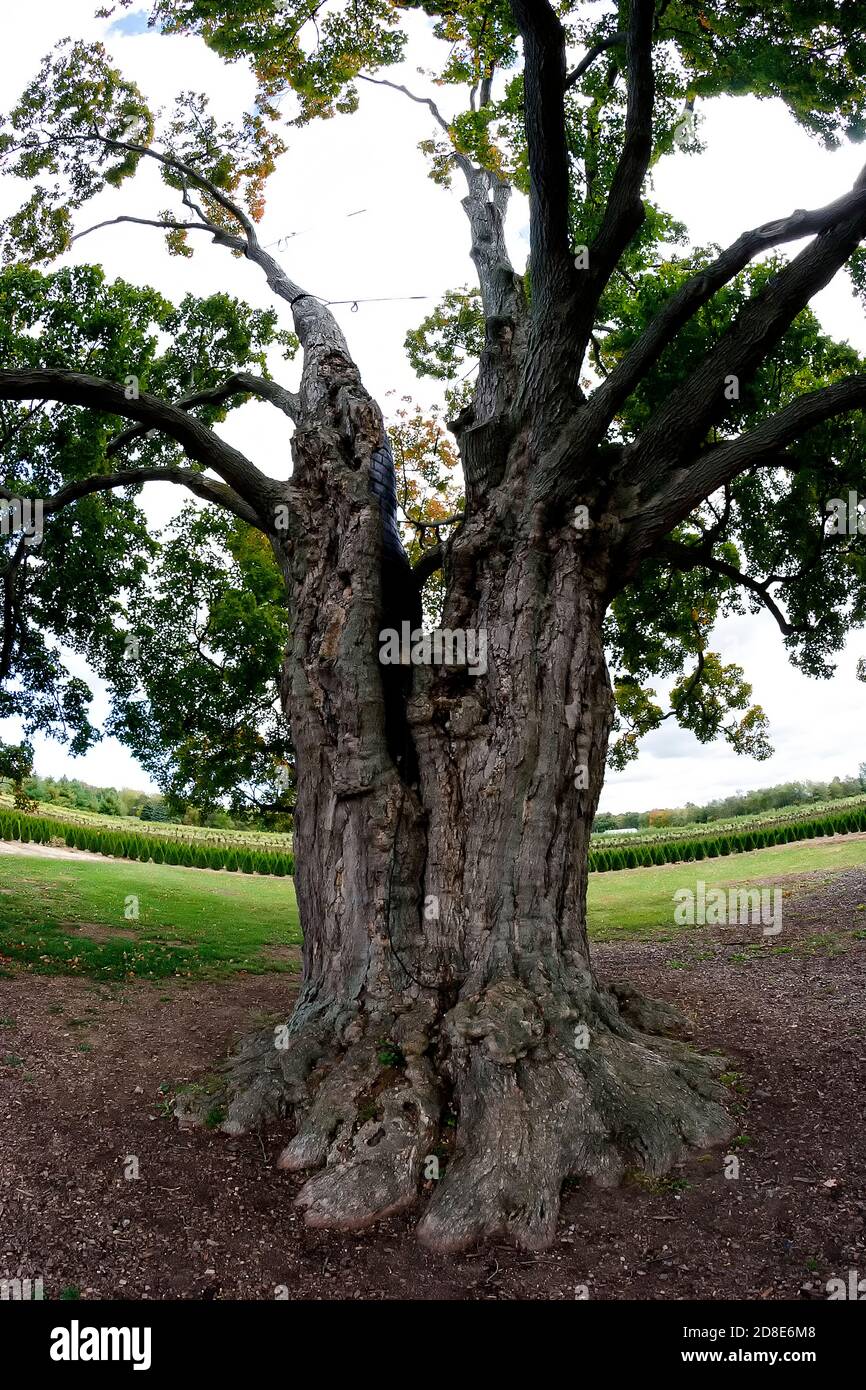 Fonthill Ontario Canada, The Comfort Maple, l'un des plus vieux arbres ...