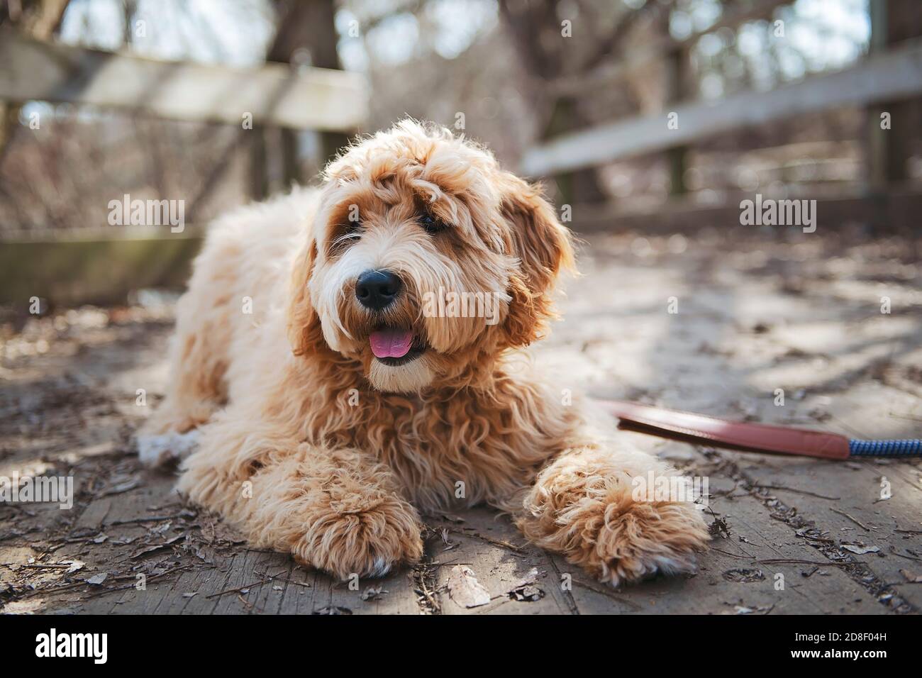 Dogs golden doodle Banque de photographies et d’images à haute ...