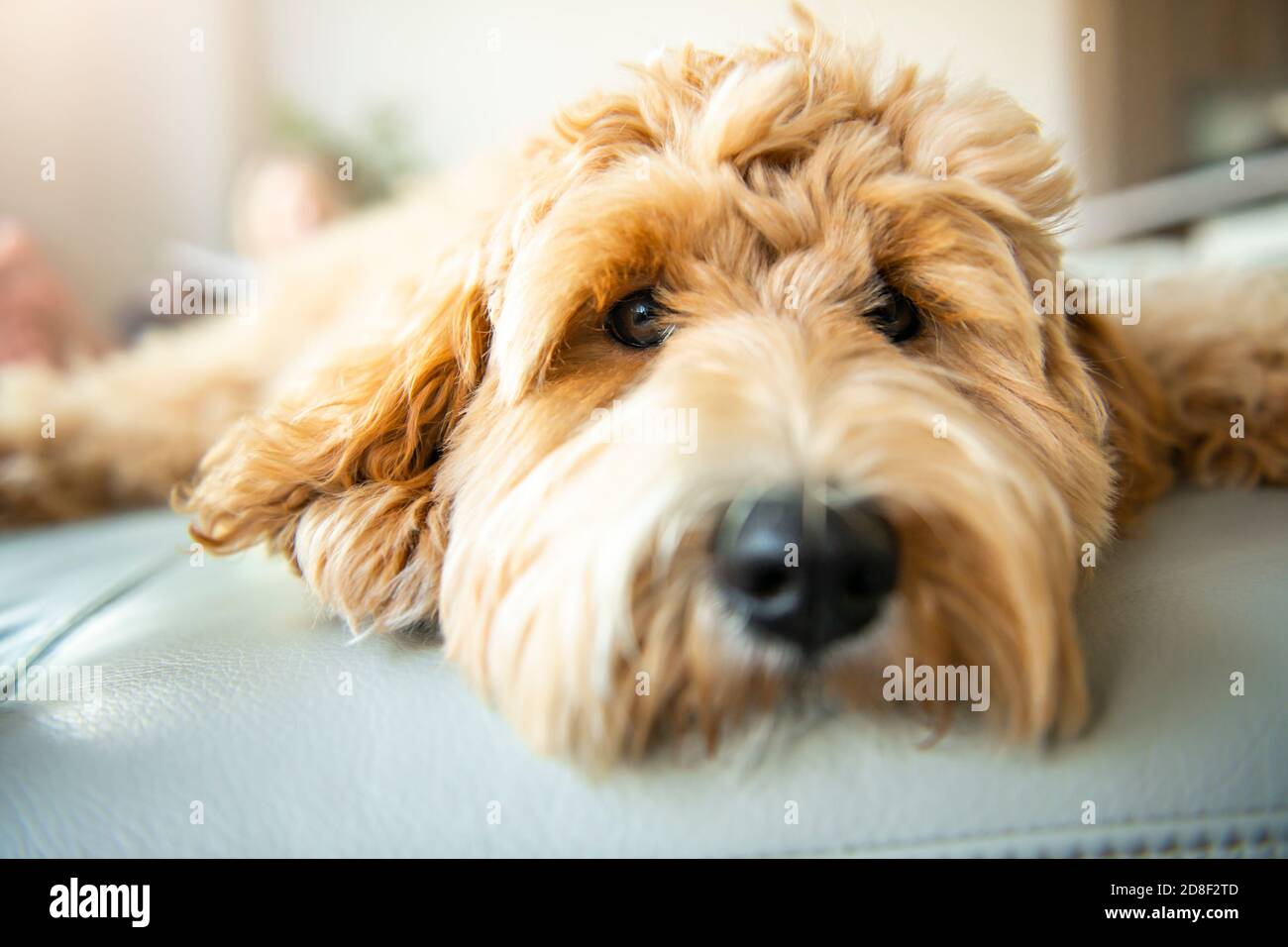 Dogs golden doodle Banque de photographies et d’images à haute ...