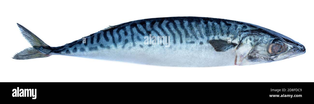 Poissons de maquereau de l'Atlantique isolés sur fond blanc. Gros plan ...