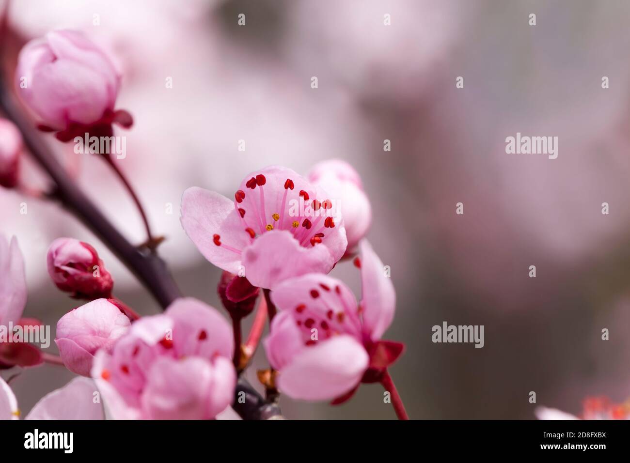 Fleur de cerisier rouge Banque de photographies et d’images à haute ...