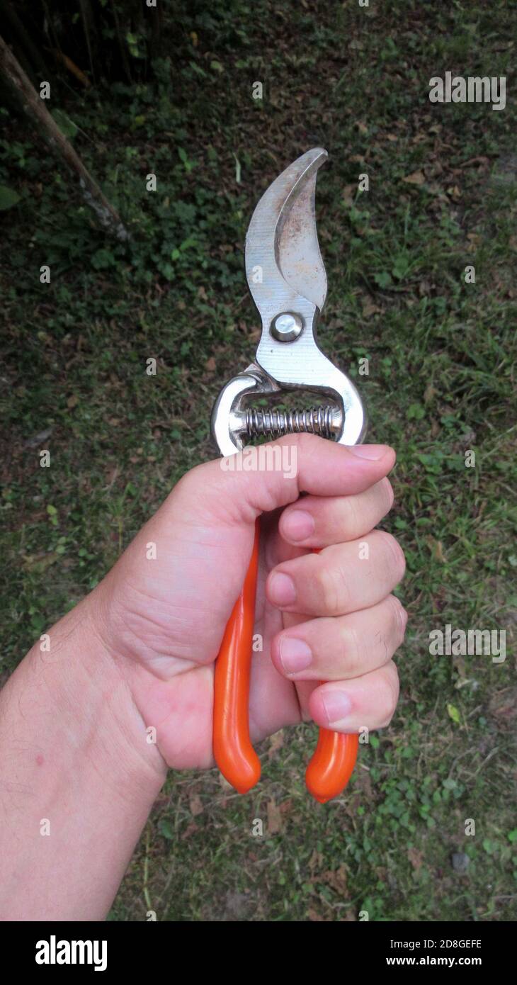 Gros plan d'une main mâle tenant la cisaille à élaguer, ciseaux ...