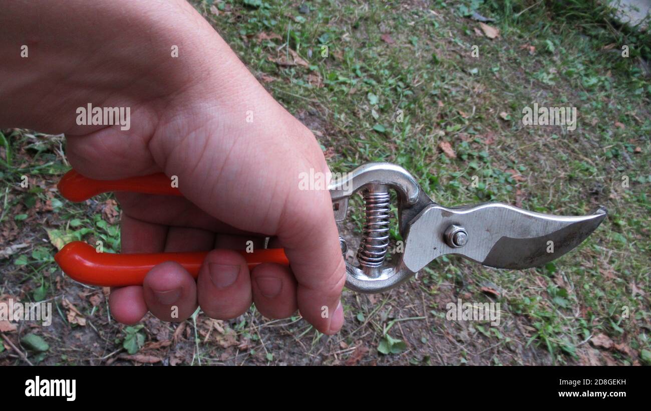 Gros plan d'une main mâle tenant la cisaille à élaguer, ciseaux ...