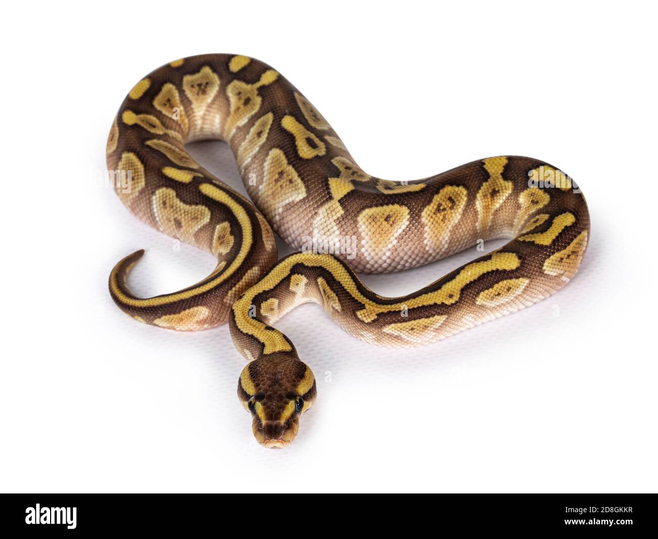 Bébé femelle petit pastel Ballpython alias Python Regius. Vue de dessus. Isolé sur fond blanc ...