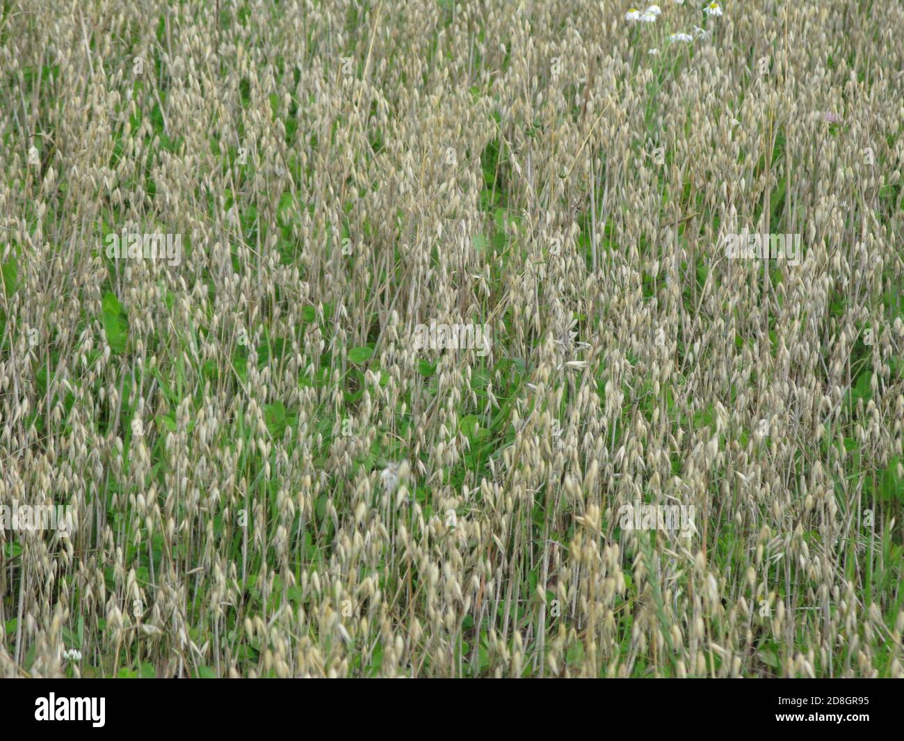 Common oat avena sativa Banque de photographies et d’images à haute ...