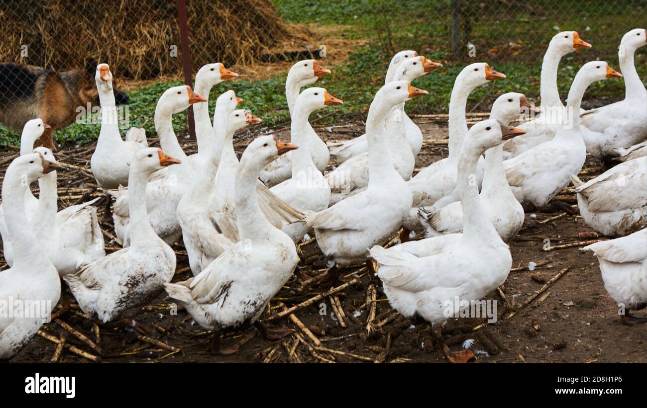 Les oies domestiques s'empaissent sur la ferme traditionnelle des oies ...