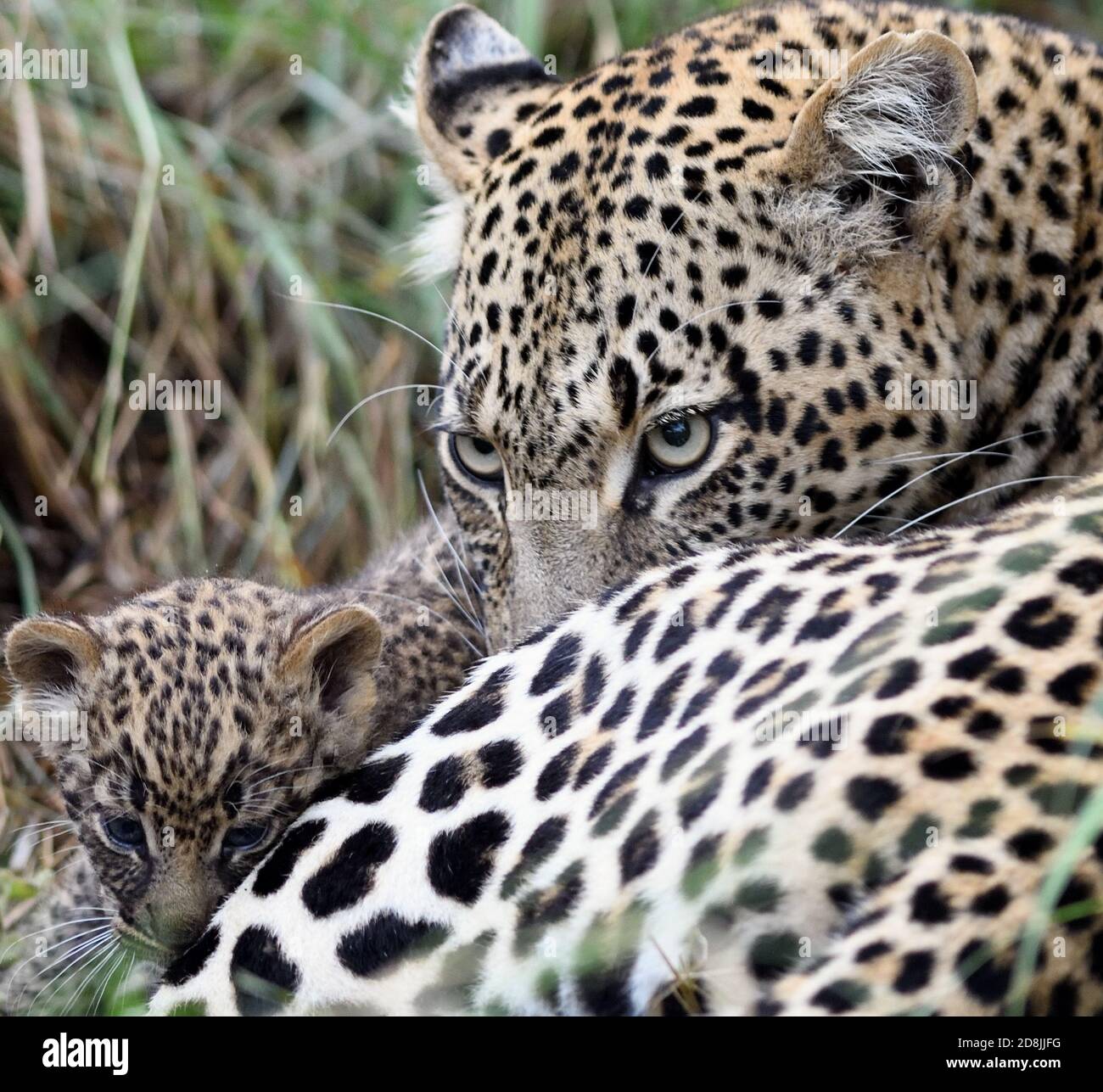 Une femelle léopard (Panthera pardus) avec son très jeune cub, ses yeux ...