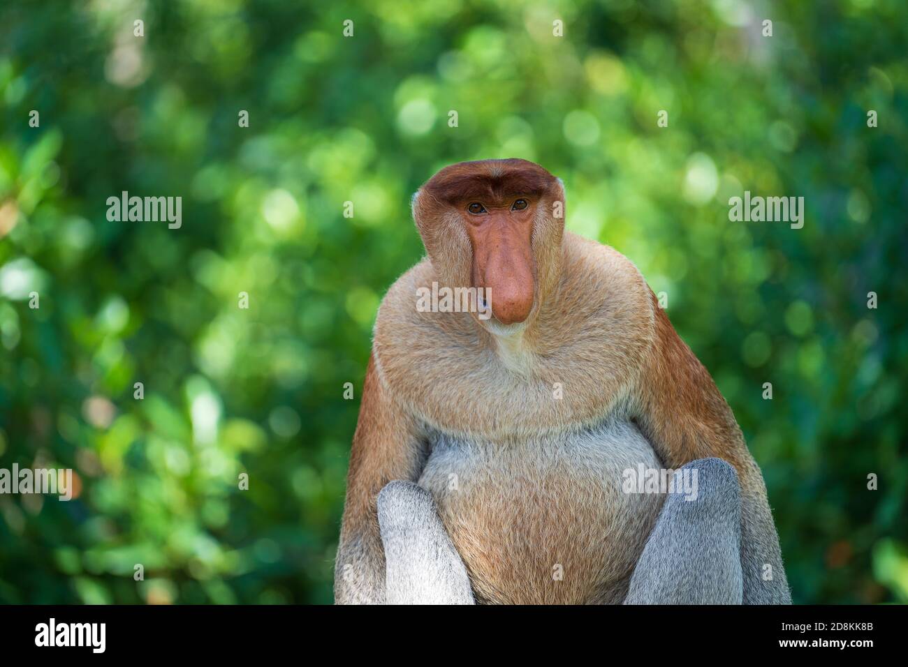 Famille de singes sauvages Proboscis ou Nasalis larvatus, dans la forêt ...