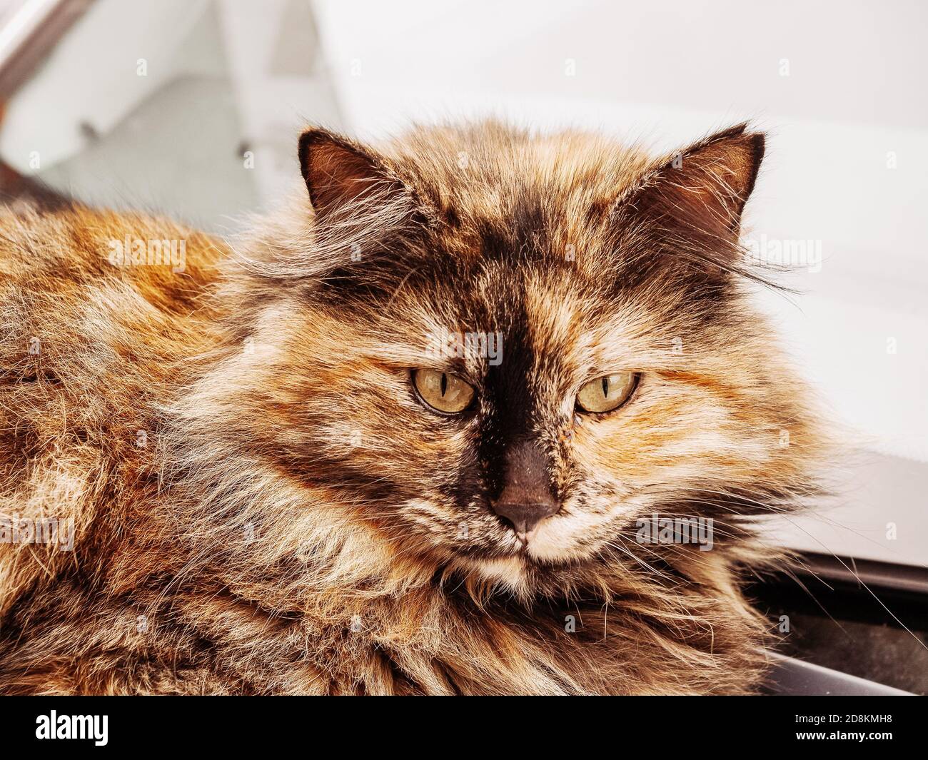 Chat Noir Blanc Banque d'image et photos - Alamy