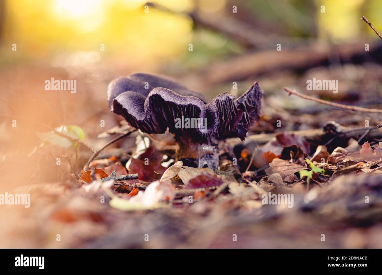 Champignon violet Banque de photographies et d’images à haute ...