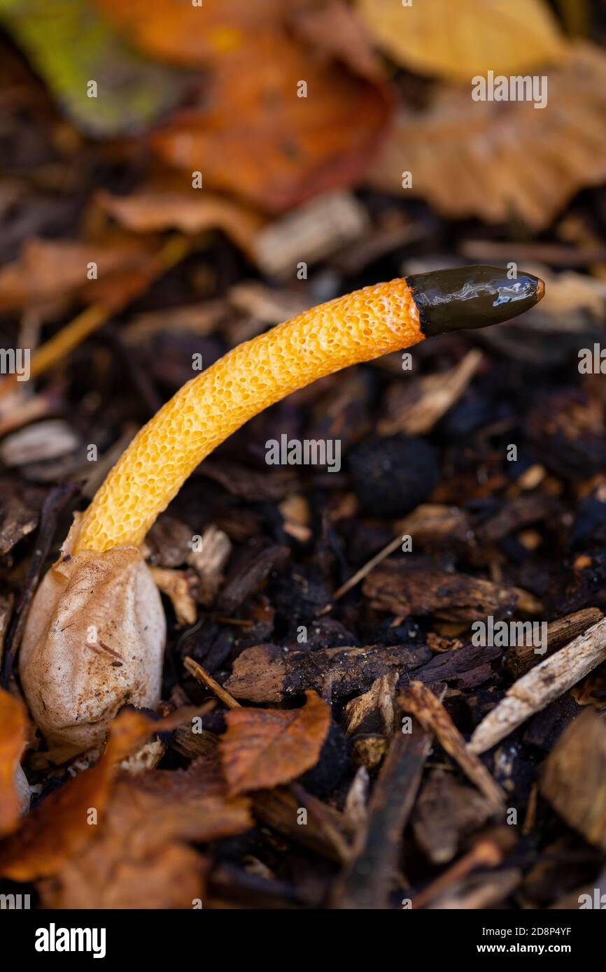 Chien stinkhorn mutinus caninus Banque de photographies et d’images à ...