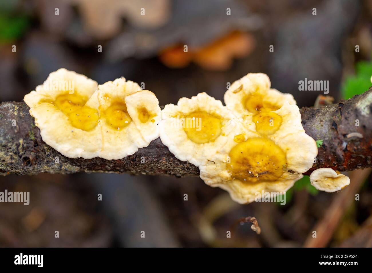 Stereum rameale Banque de photographies et d’images à haute résolution ...