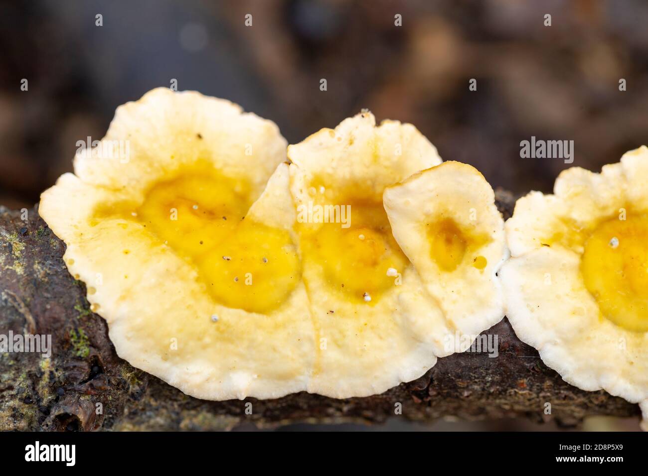 Stereum rameale Banque de photographies et d’images à haute résolution ...