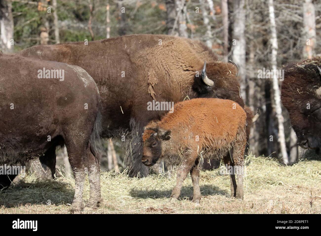 Bosse de bison Banque de photographies et d’images à haute résolution ...