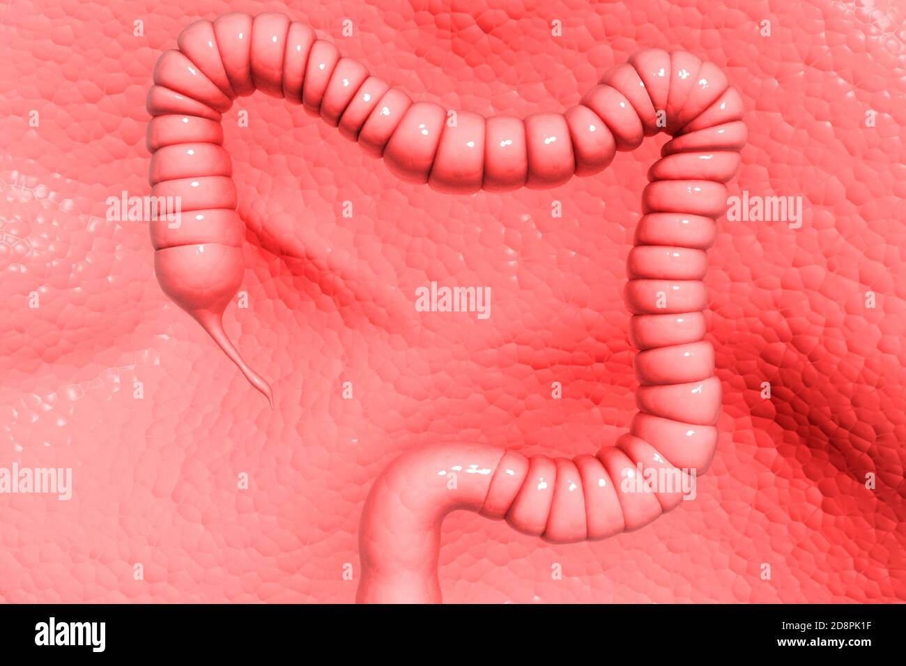 Colon humain Banque de photographies et d’images à haute résolution - Alamy