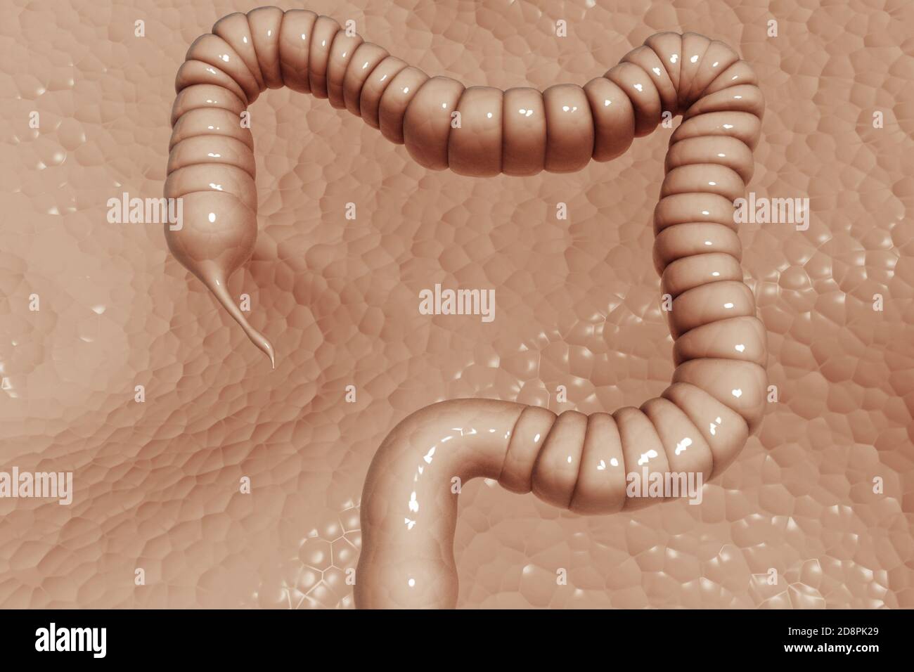 Colon humain Banque de photographies et d’images à haute résolution - Alamy