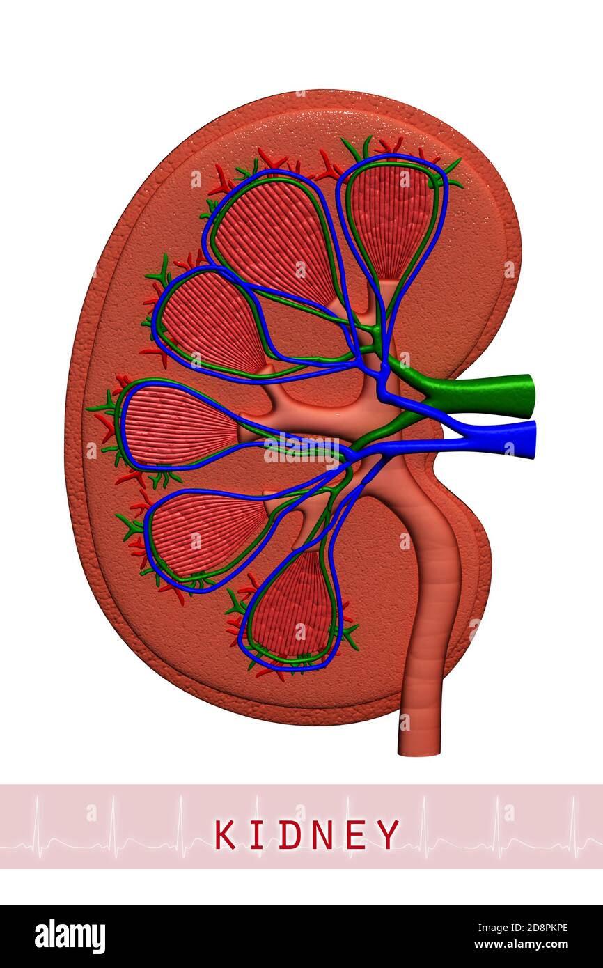 Anatomie des reins et des glandes surrénales Banque d'images détourées ...
