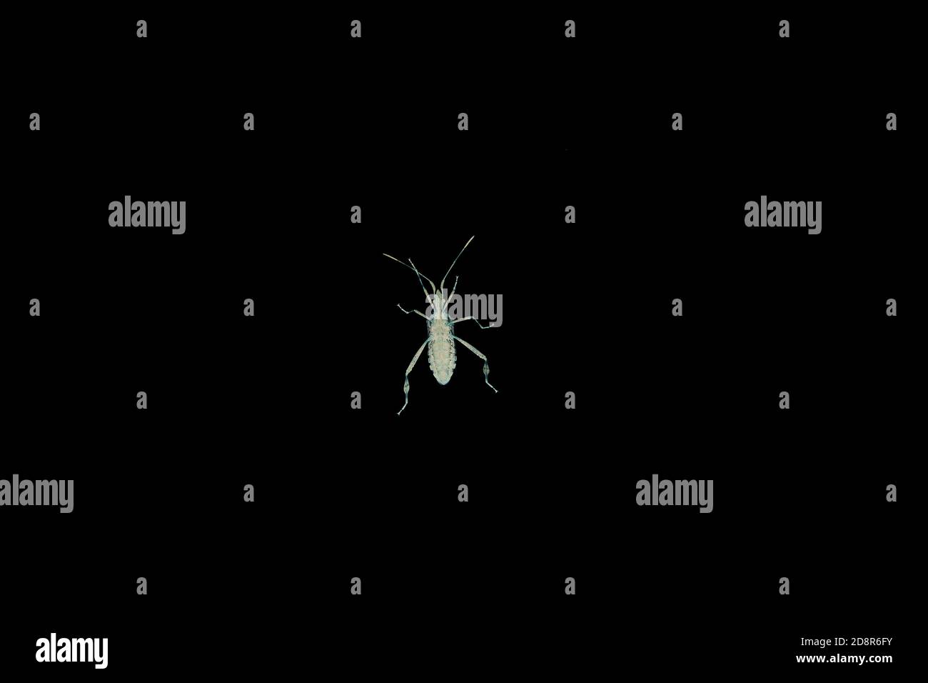 Coleoptera insect microscope Banque de photographies et d’images à ...