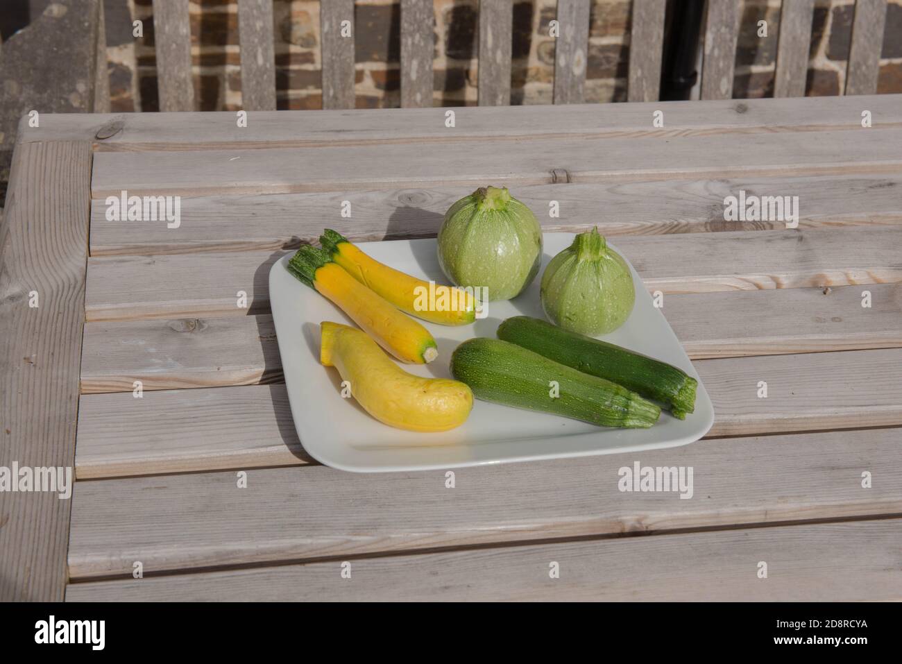 Présentation de différentes variétés de courgette biologique cultivée à ...