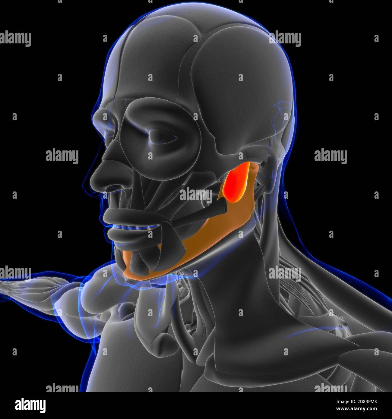 Masseter Anatomy muscle profond pour Medical concept 3D Illustration ...