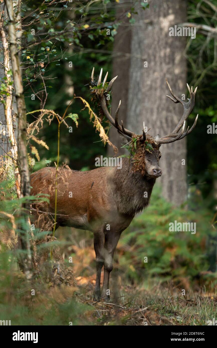 Chasse Au Cerf Rouge Banque d'image et photos - Alamy