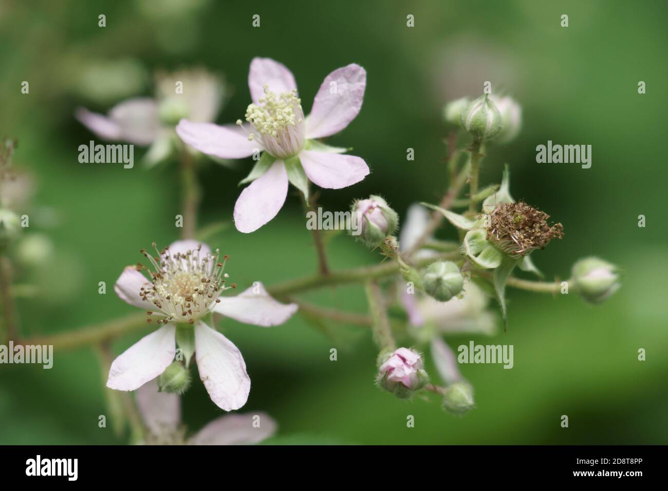 Haie de fleurs de ronce Banque de photographies et d’images à haute ...