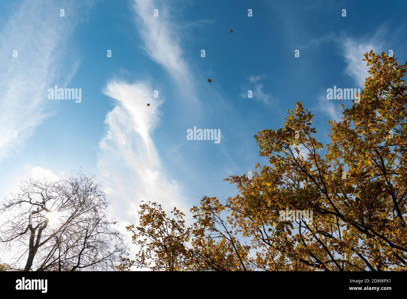 Branches D'arbres Avec Feuilles Banque d'image et photos - Alamy