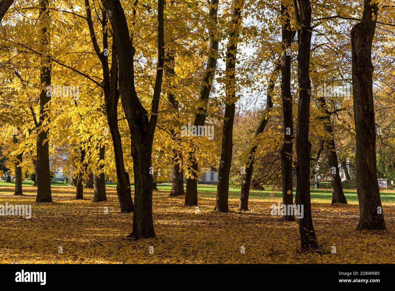 Arbres Avec Des Feuilles Qui Tombent Banque d'image et photos - Alamy
